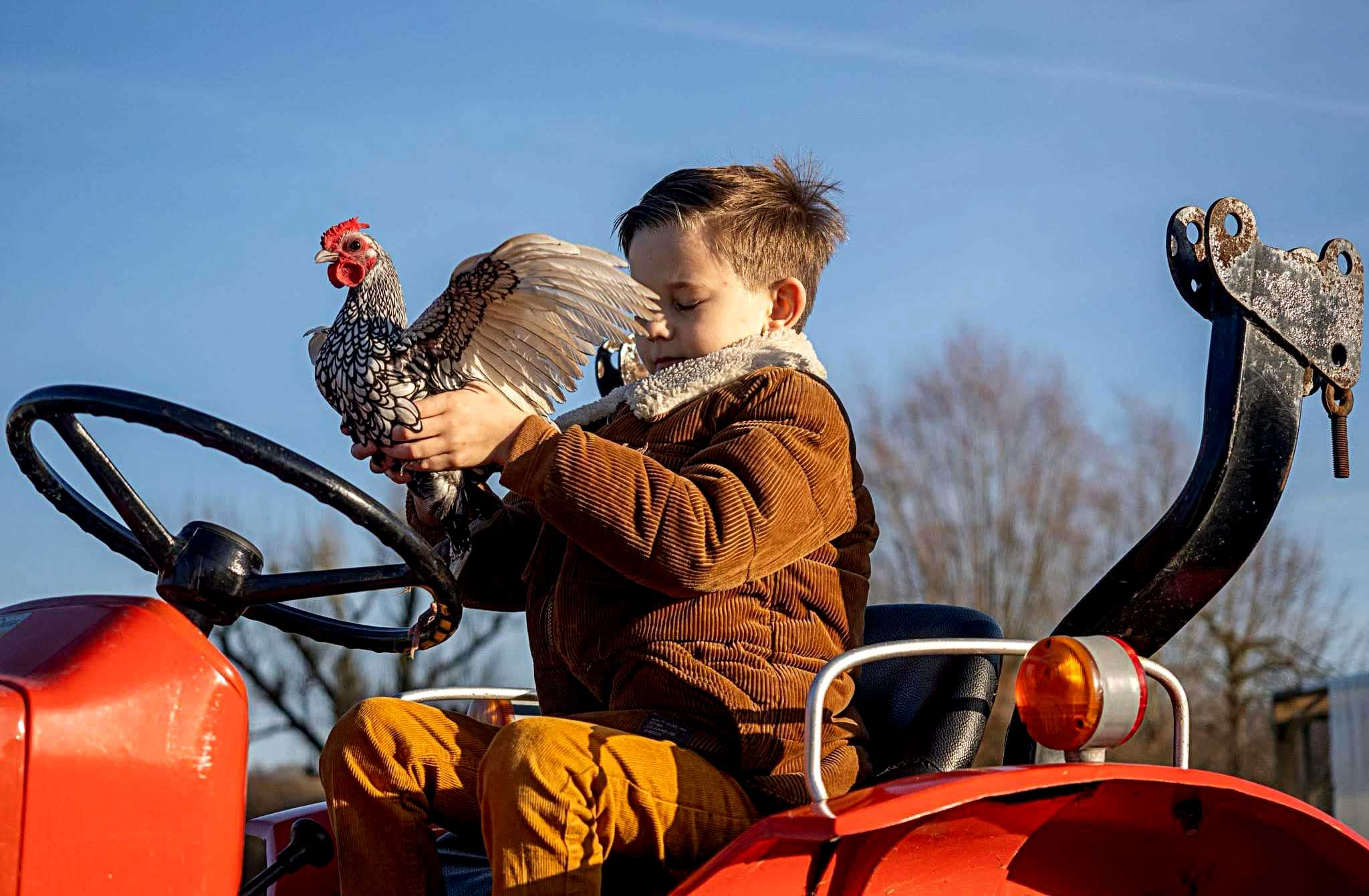 Kent Pure Breed Chickens – Kent's Leading Breeder of Pure Breed Chickens