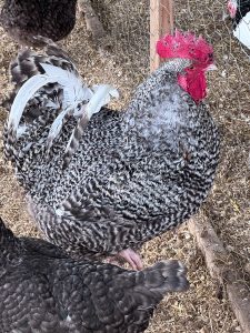 Cuckoo Maran – Kent Pure Breed Chickens