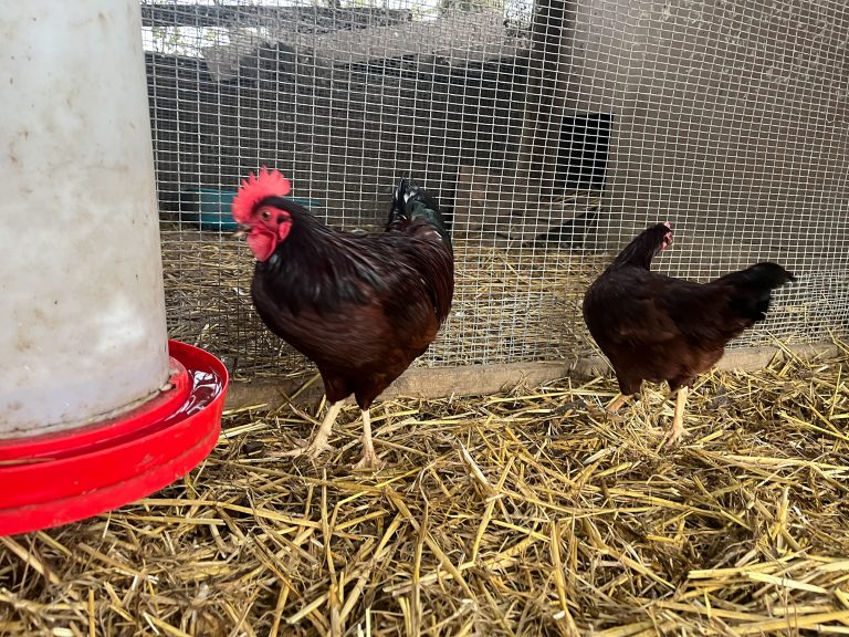 Rhode Island Red Bantam – Kent Pure Breed Chickens