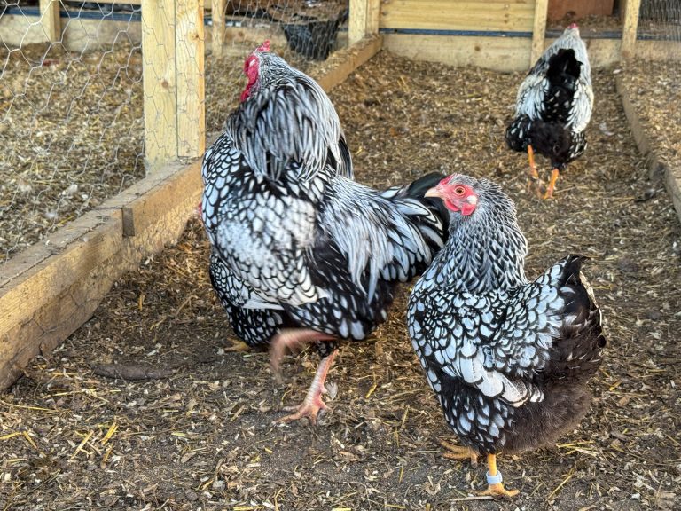 Silver Laced Wyandotte Bantam – Kent Pure Breed Chickens